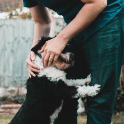 Cardiff Dog and Puppy Training | Puppy and Dog Training Classes ...