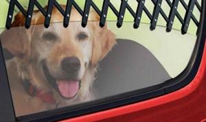 6 Must-Have Products To Keep Your Dog Cool In The Car | Boomerang Dogs