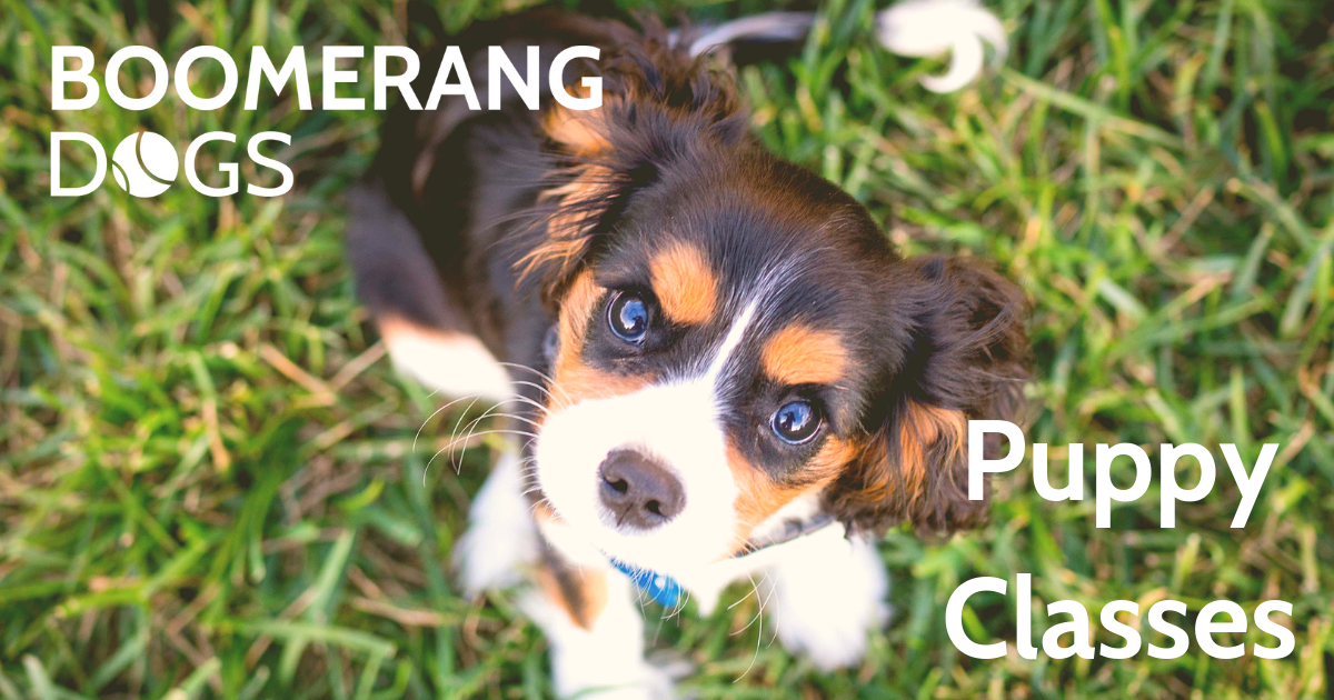Puppy Training Classes in Cardiff | Boomerang Dogs