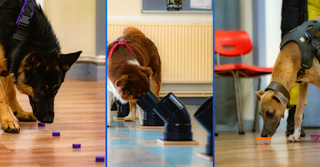 Scent Detection Introduction | Boomerang Dogs