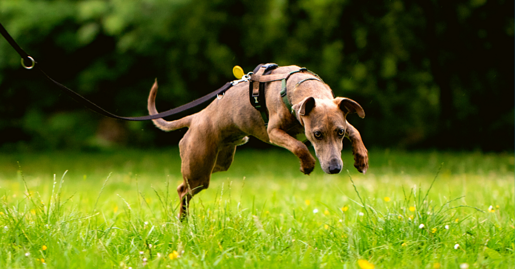 Predation Workshop | Boomerang Dogs